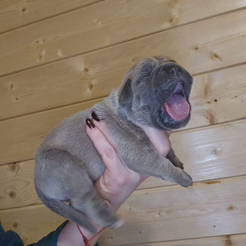 Щенки кане корсо