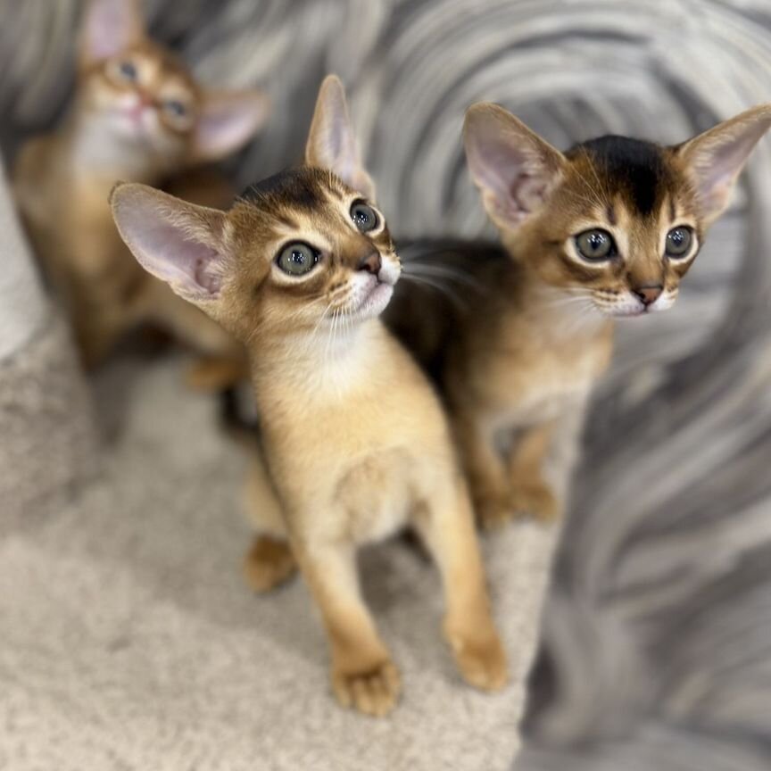 Абиссинский котёнок