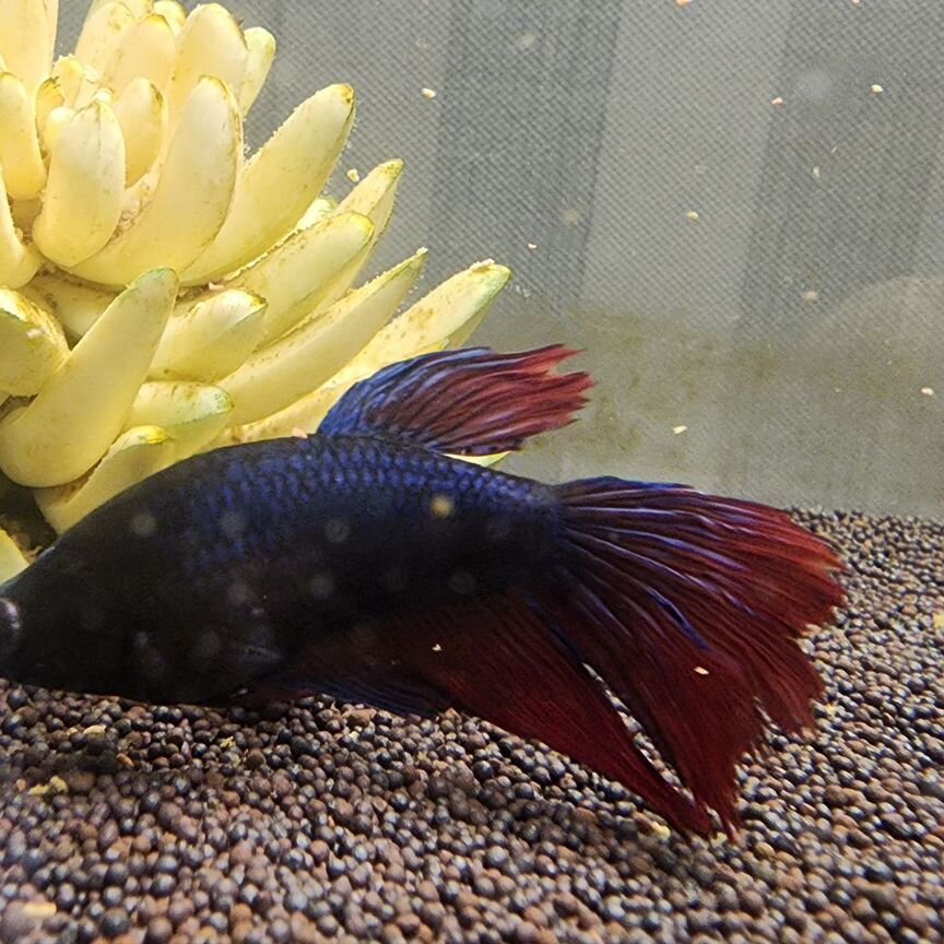 Рыба Петушок