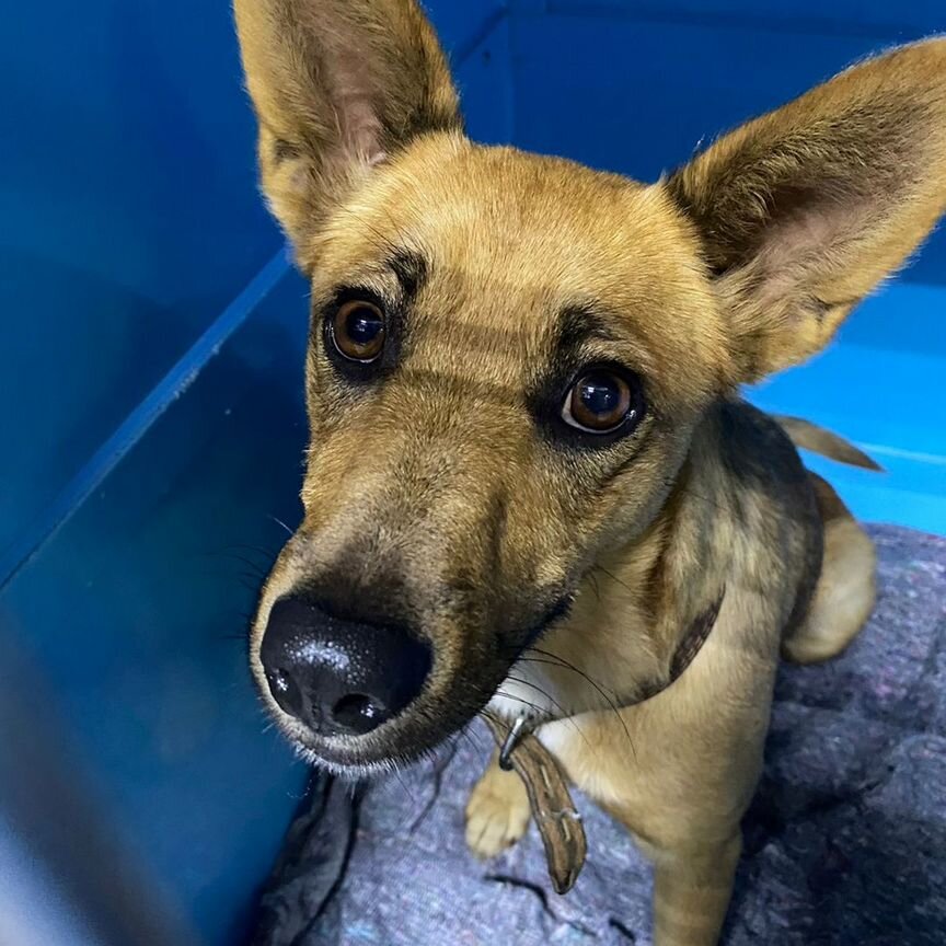 Мелкашка Люся. Выпуск на улицу через 4 дня