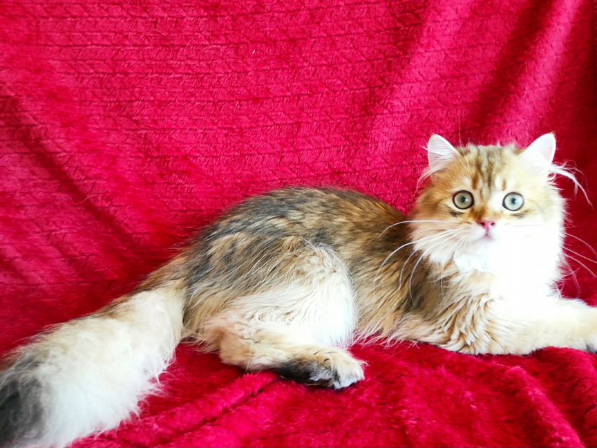 Британский котенок