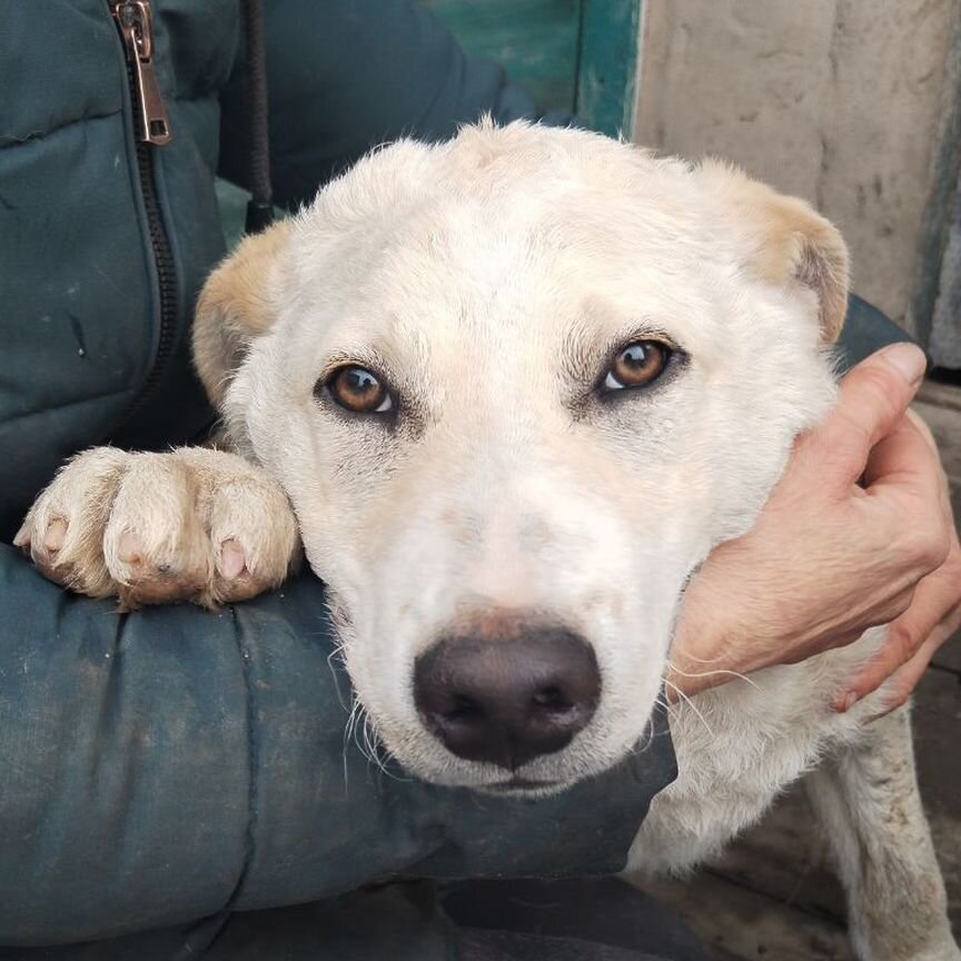 Щенок в добрые руки