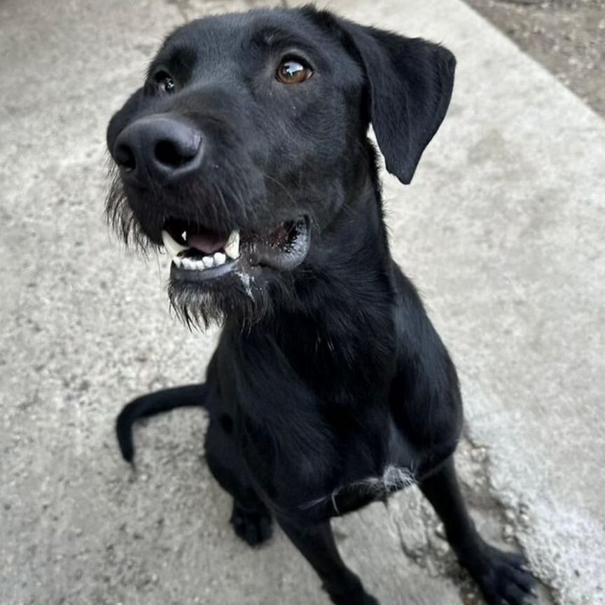 Собака в добрые руки отдам бесплатно