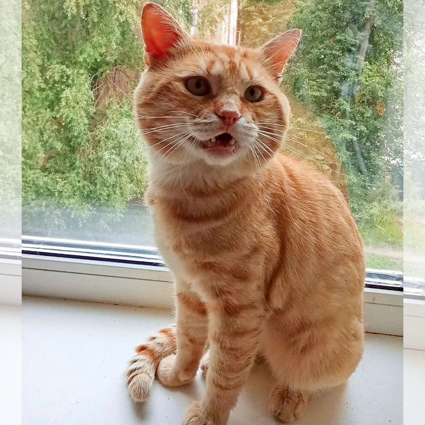 Ищет дом котик Кузьмич