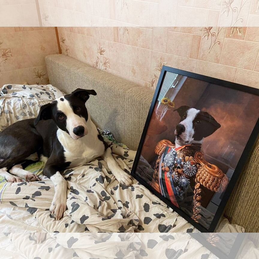 Активный мальчик Сэди (стаффорд+далматин)