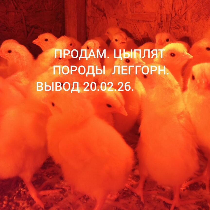 В наличии цыплята