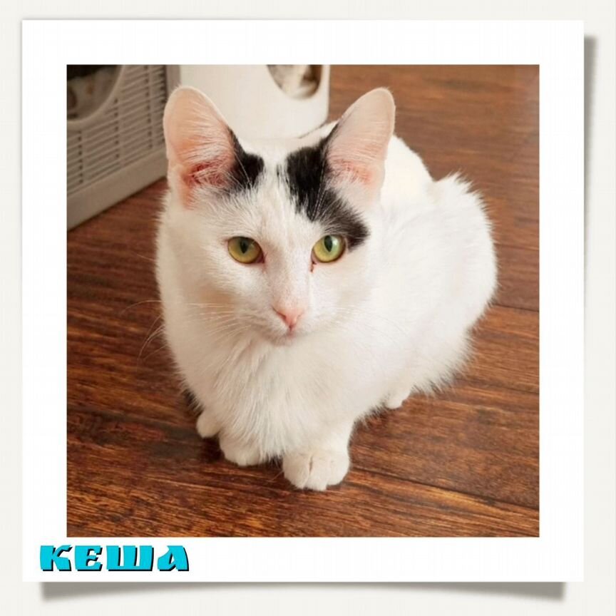 Кот