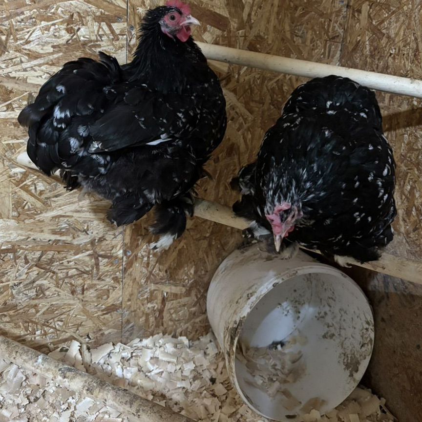 Карликовый кохинхин