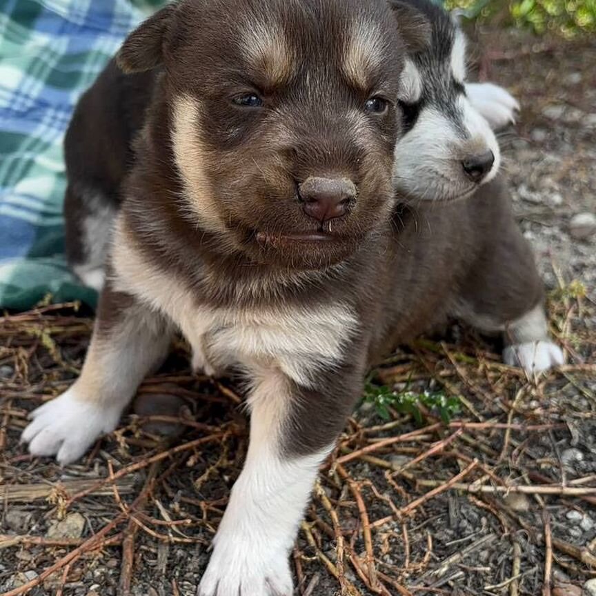 Собаки бесплатно хаски