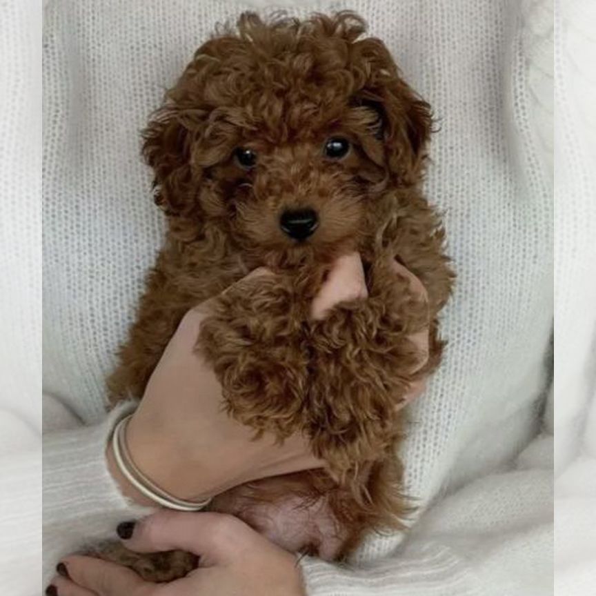 Той-пудель, щенок