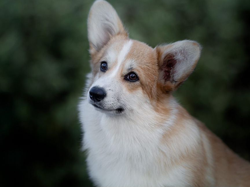 Ослепительная малышка Вельш Корги Пемброк