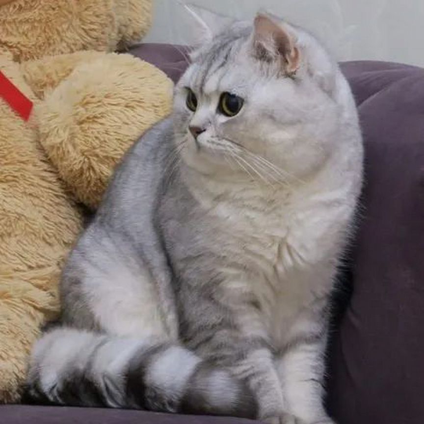 Британская серебристая шиншилла кот