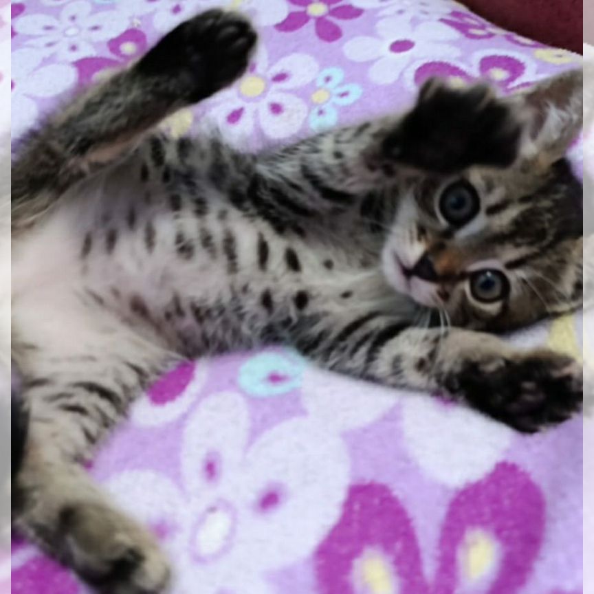 Котята пятнышки и полосатики