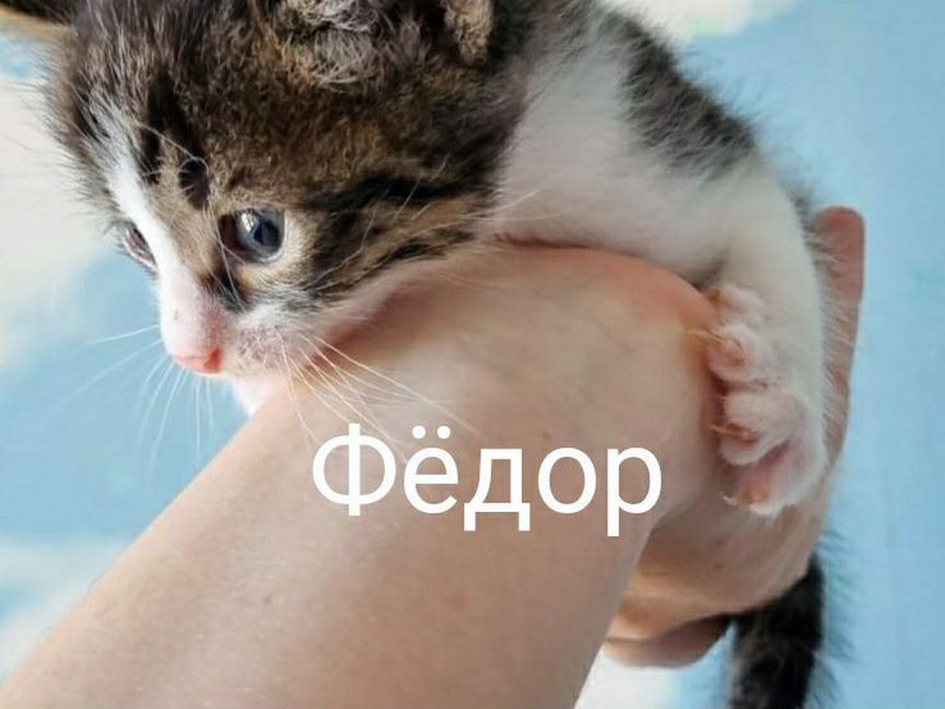 Котенок Фёдор
