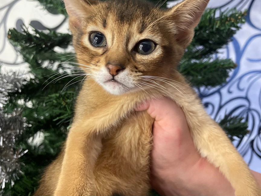 Абиссинские котята