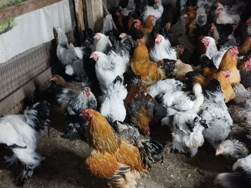 Куры и Петухи Брама, Кохи