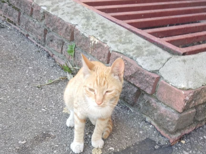 Рыжик в самые добрые руки