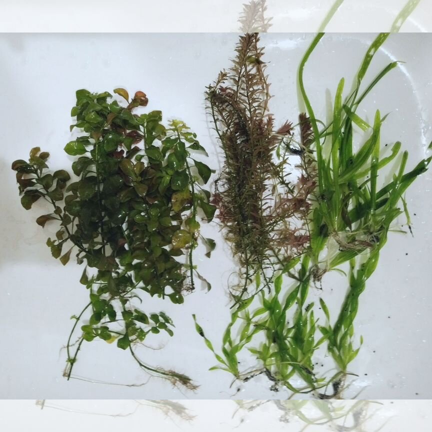 Растения для аквариума