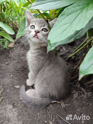 Кот "Простой"