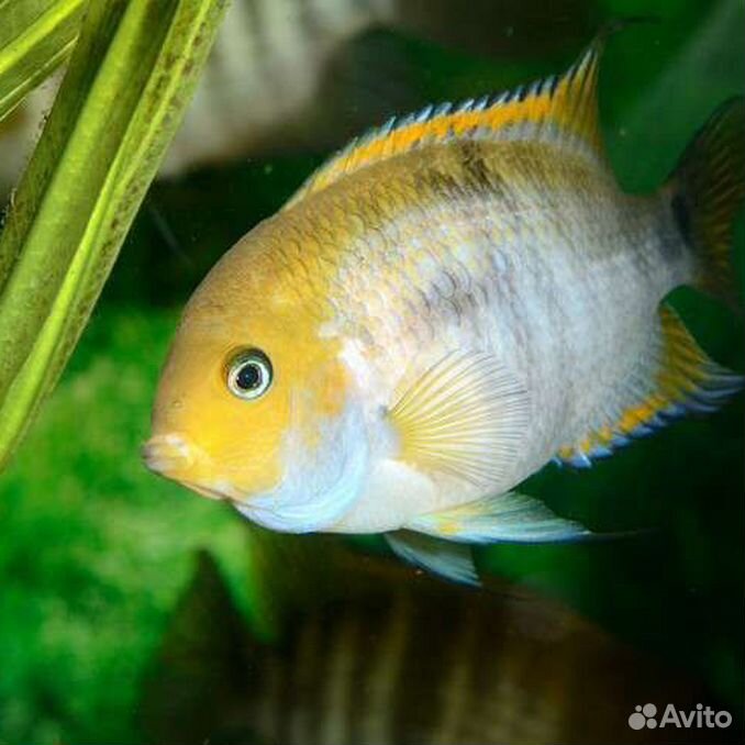 Цихлазома Сэджика