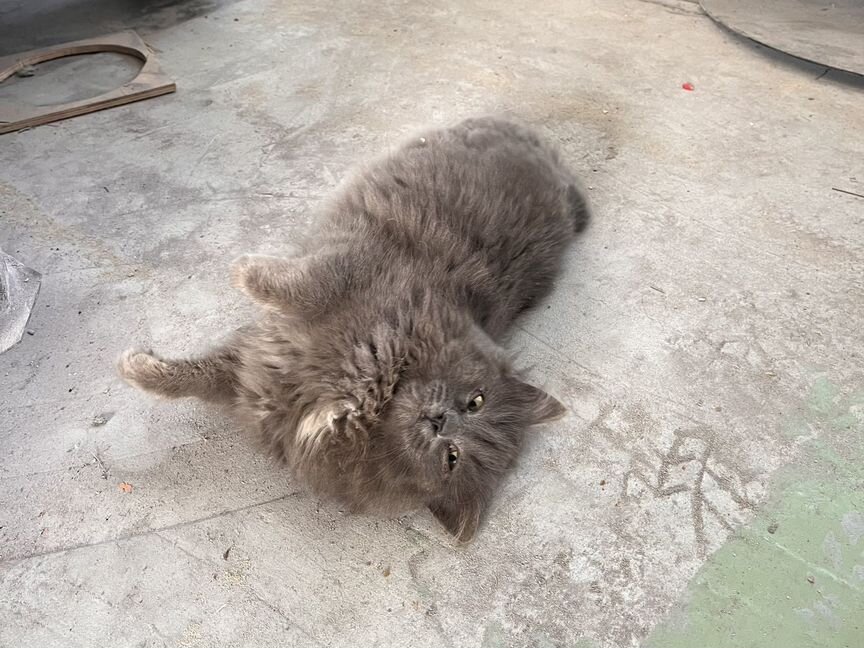 Пушистый комочек счастья