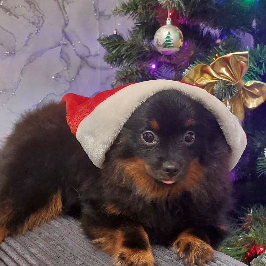 Шпиц черно подпалая девочка