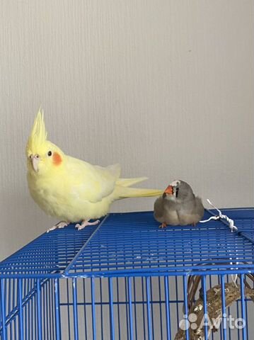Попугай корелла и амадина с клеткой