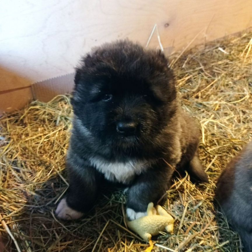 Щенки кавказской овчарки