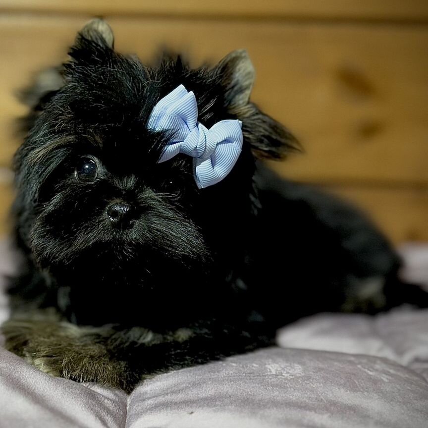 Йоркширский терьер, щенок