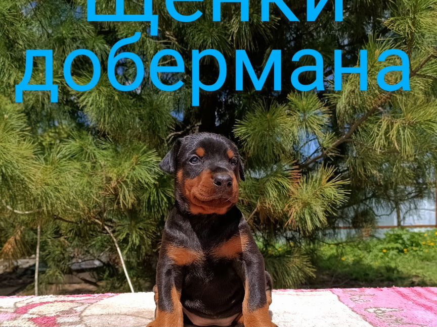 Щенки добермана