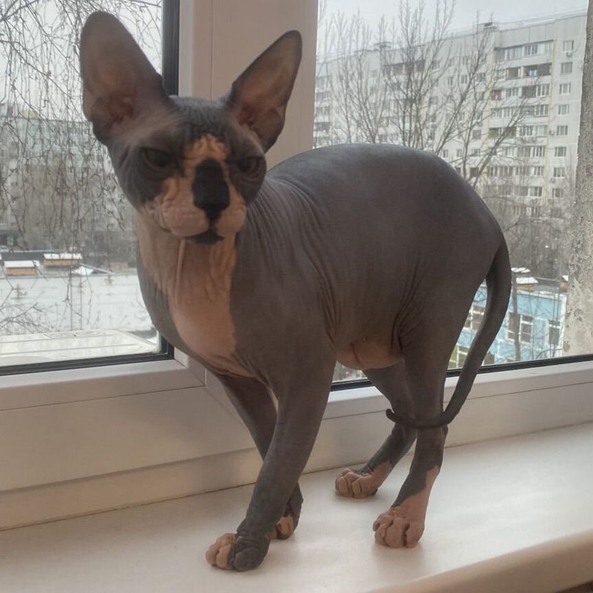 Домашний питомец сфинск котик