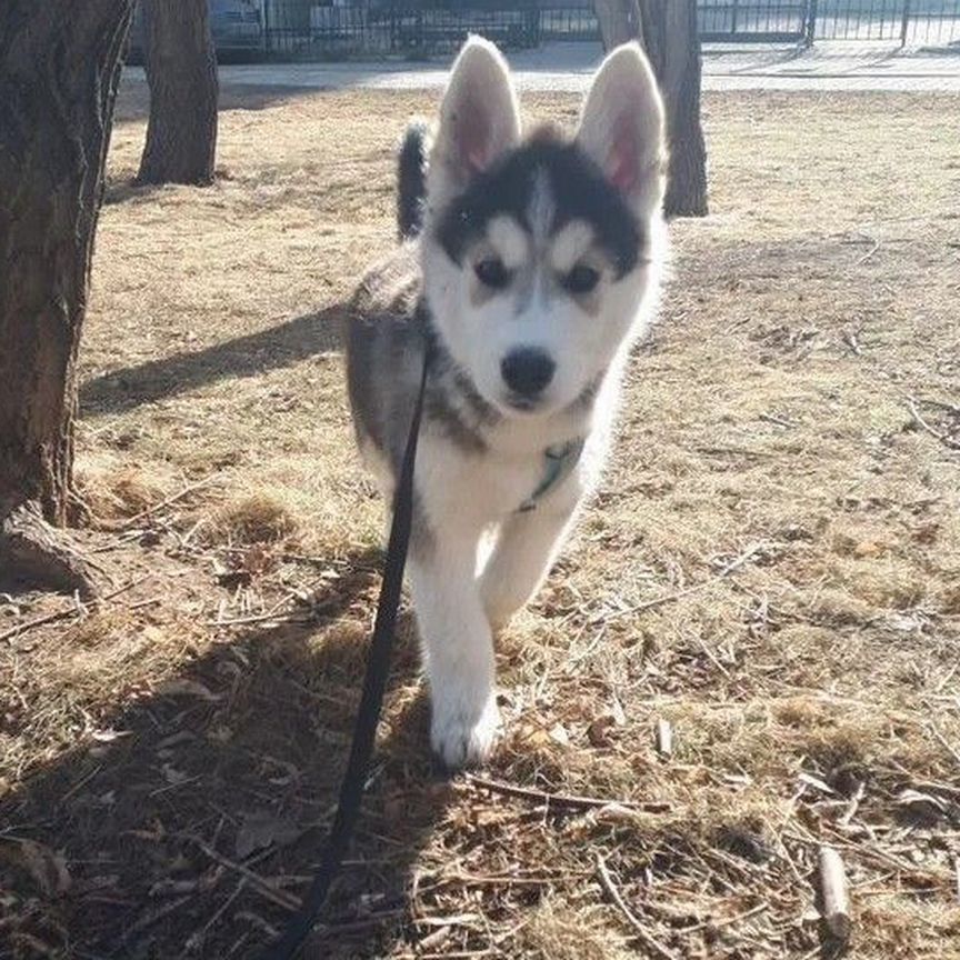Сибирский хаски, щенок