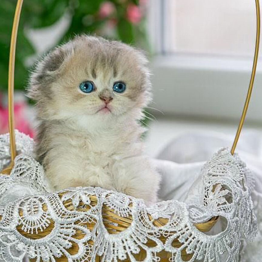 Котенок золотая голубая шиншилла