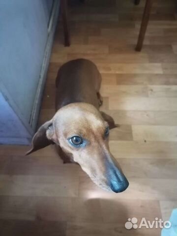 Такса в добрые руки