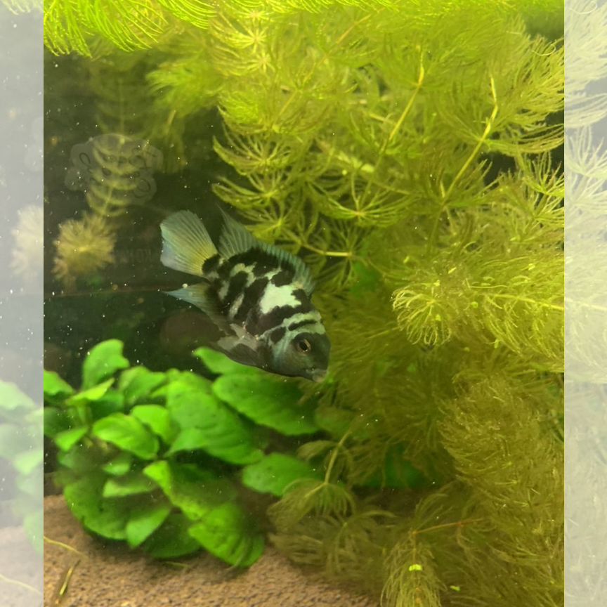 Сапфировый попугай