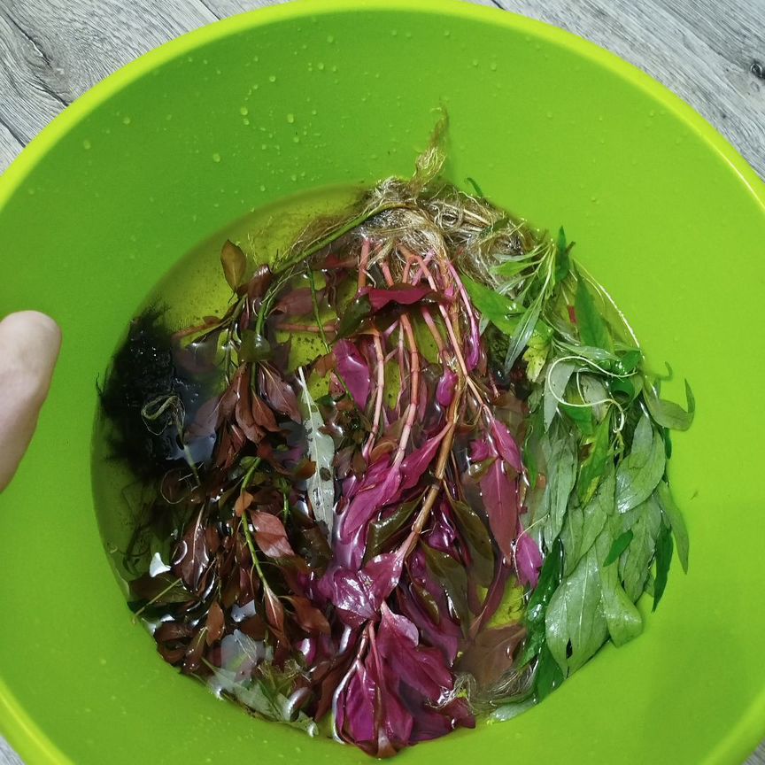 Аквариумное растение