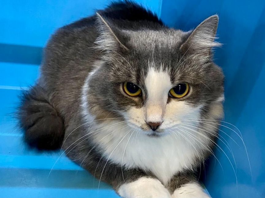 Никому не нужная Пушинка из приюта