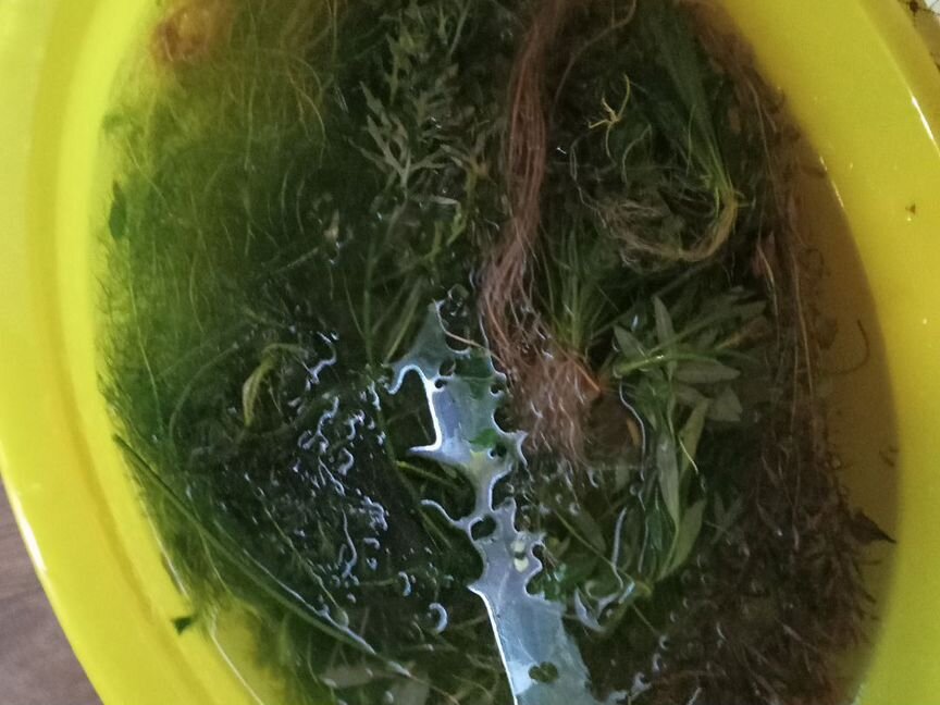 Аквариумные растения