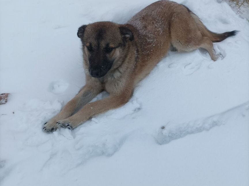 Собака в добрые руки