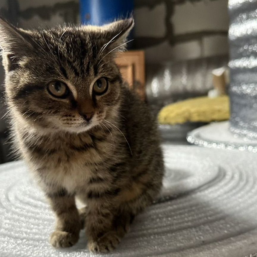 Котенок ищит дом