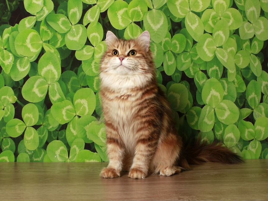 Сибирская золотая кошка