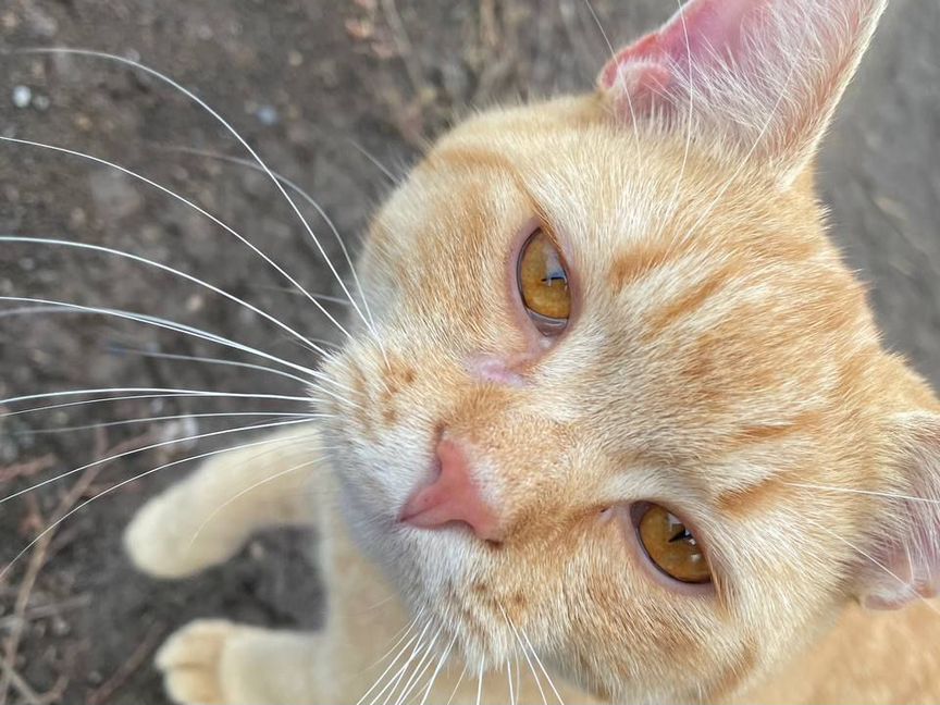 Рыжий кот