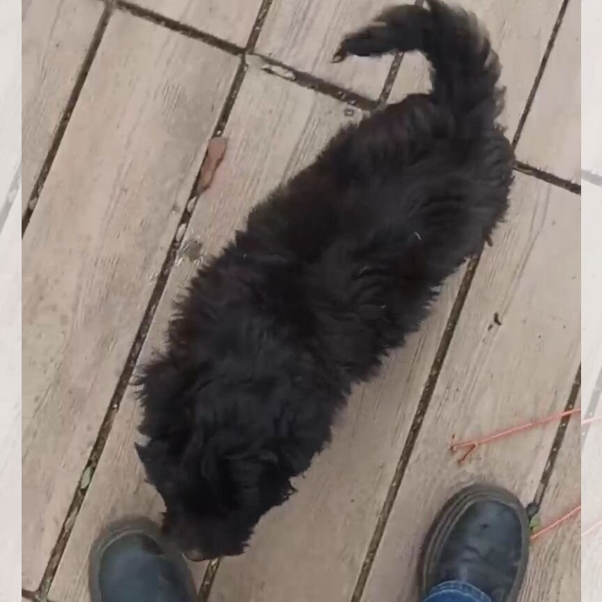 Щенок в добрые руки