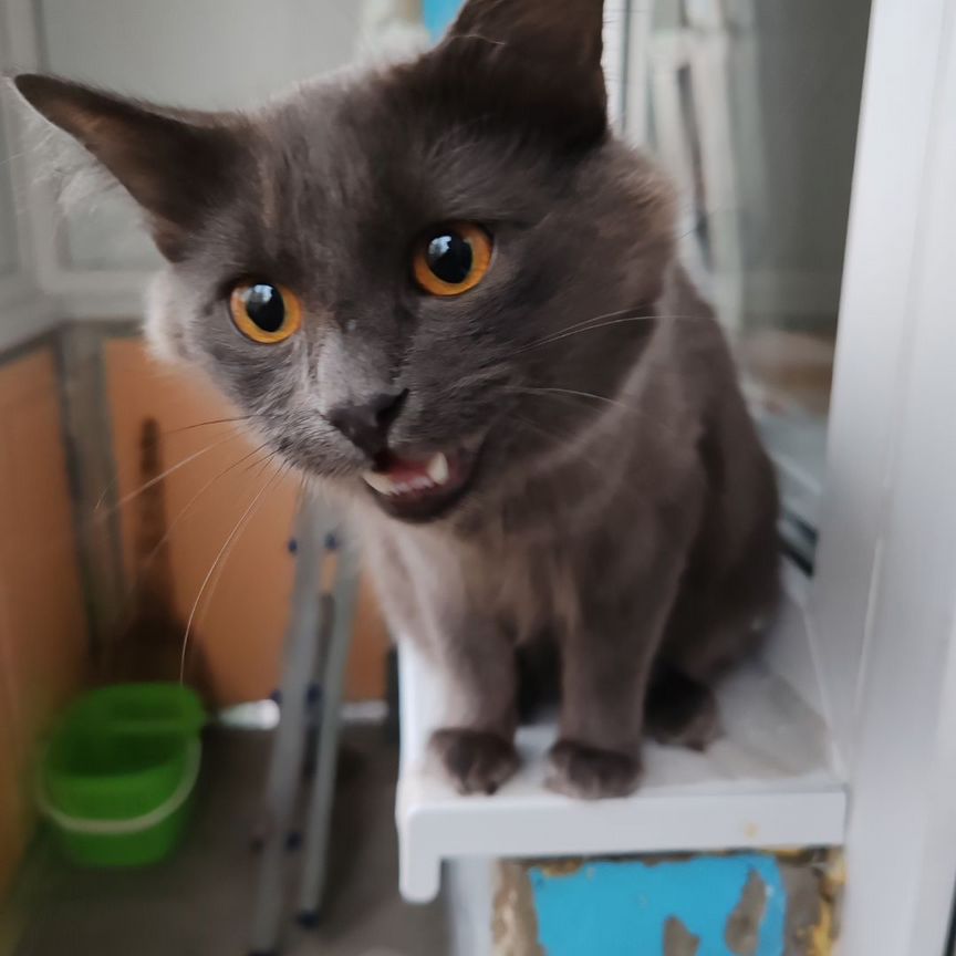 Молодой котик ищет дом