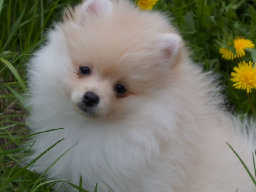 Милая девочка- померанский шпиц