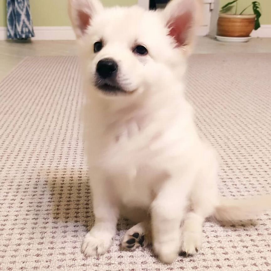 Длинношерстная девочка швейцарской овчарки