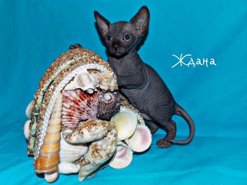 Сфинкс малышка с документами