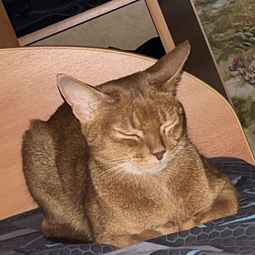Кошка