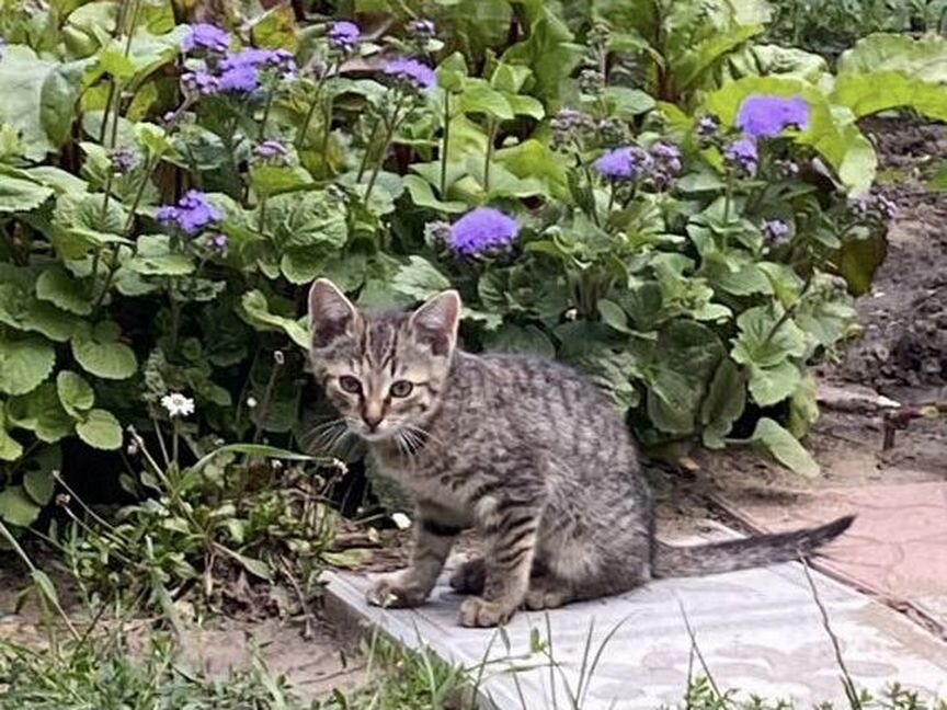 Котята погибают на дачах