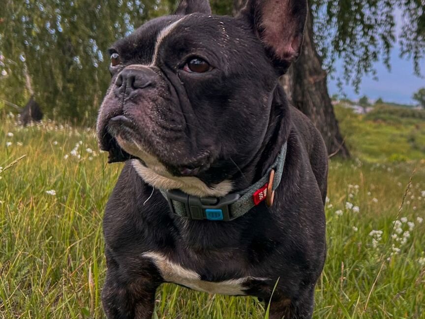 Французский бульдог мини в добрые руки